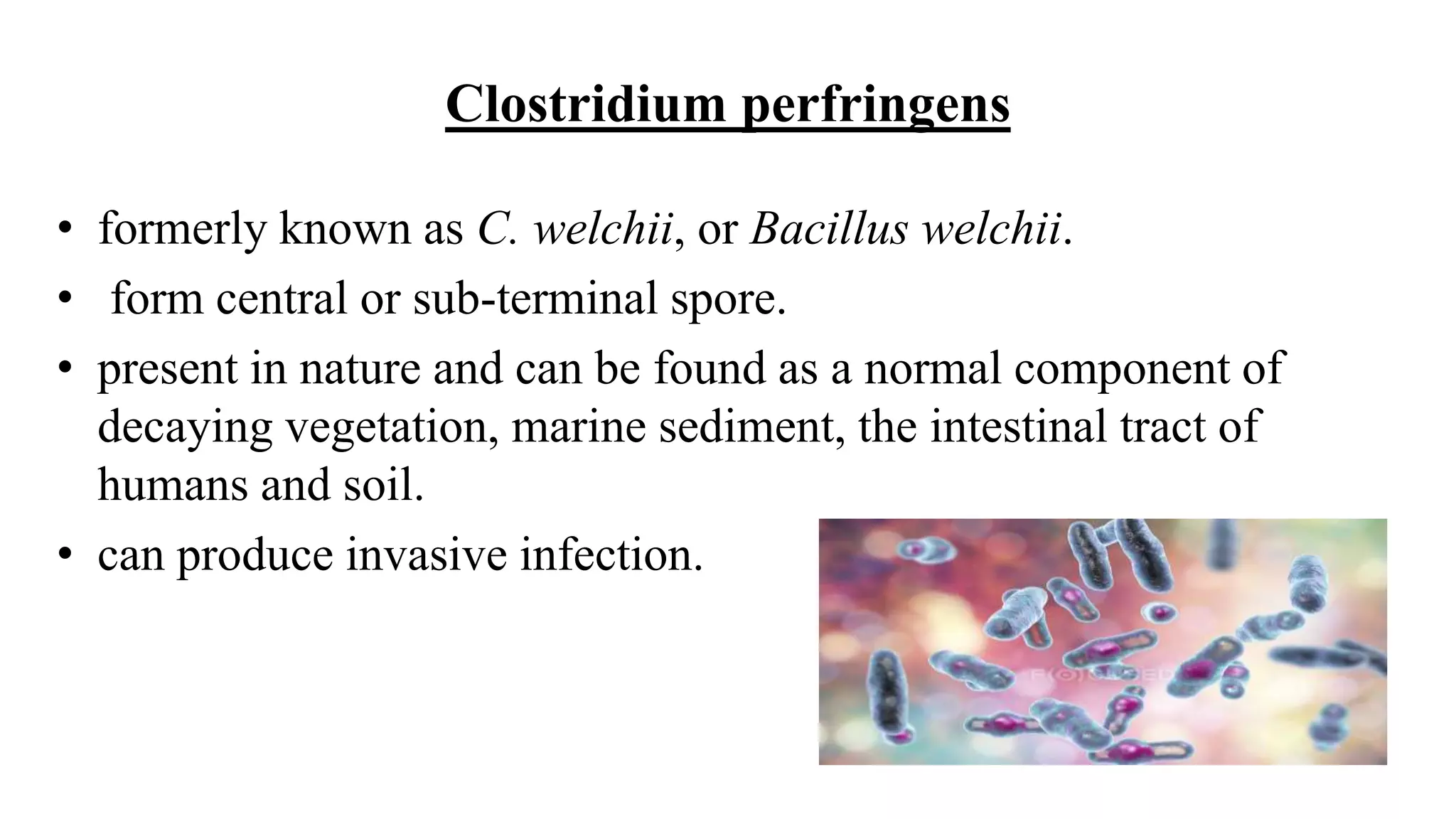 Gram Positive Spore Forming Rods | PPTX