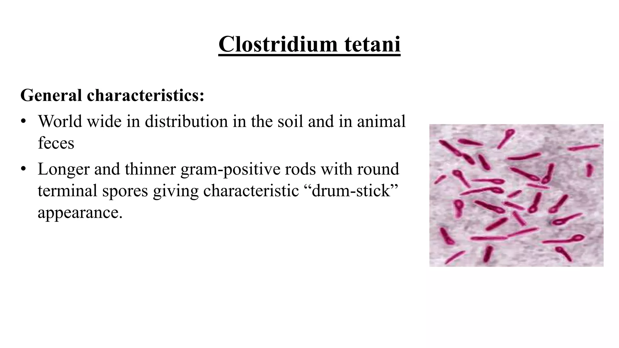Gram Positive Spore Forming Rods | PPTX
