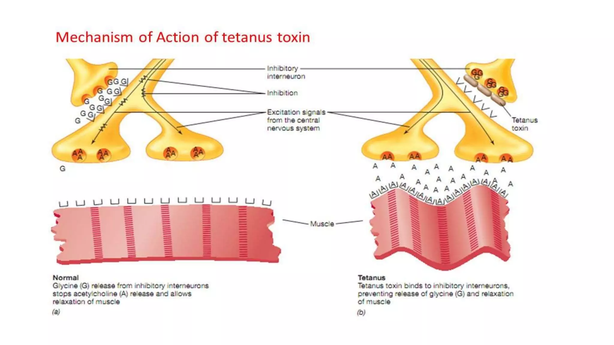 Gram Positive Spore Forming Rods | PPTX