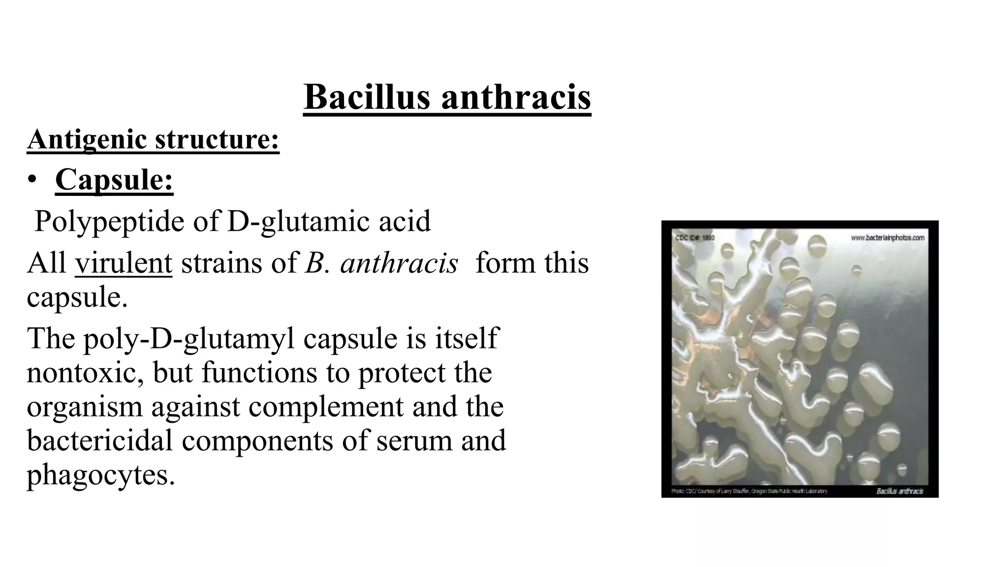 Gram Positive Spore Forming Rods | PPTX