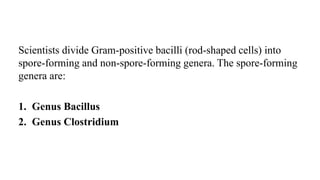 Gram Positive Spore Forming Rods | PPTX