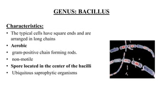 Gram Positive Spore Forming Rods | PPTX