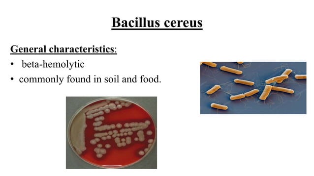 Gram Positive Spore Forming Rods