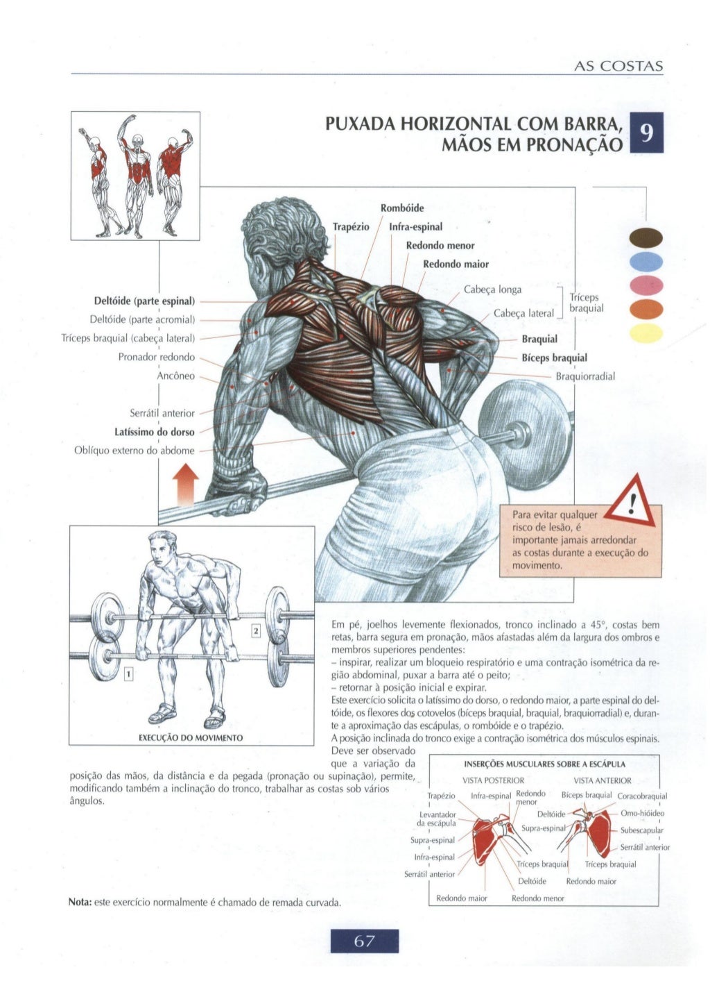 Anatomia Completa Da Musculação Guia Ilustrado - BRAINCP