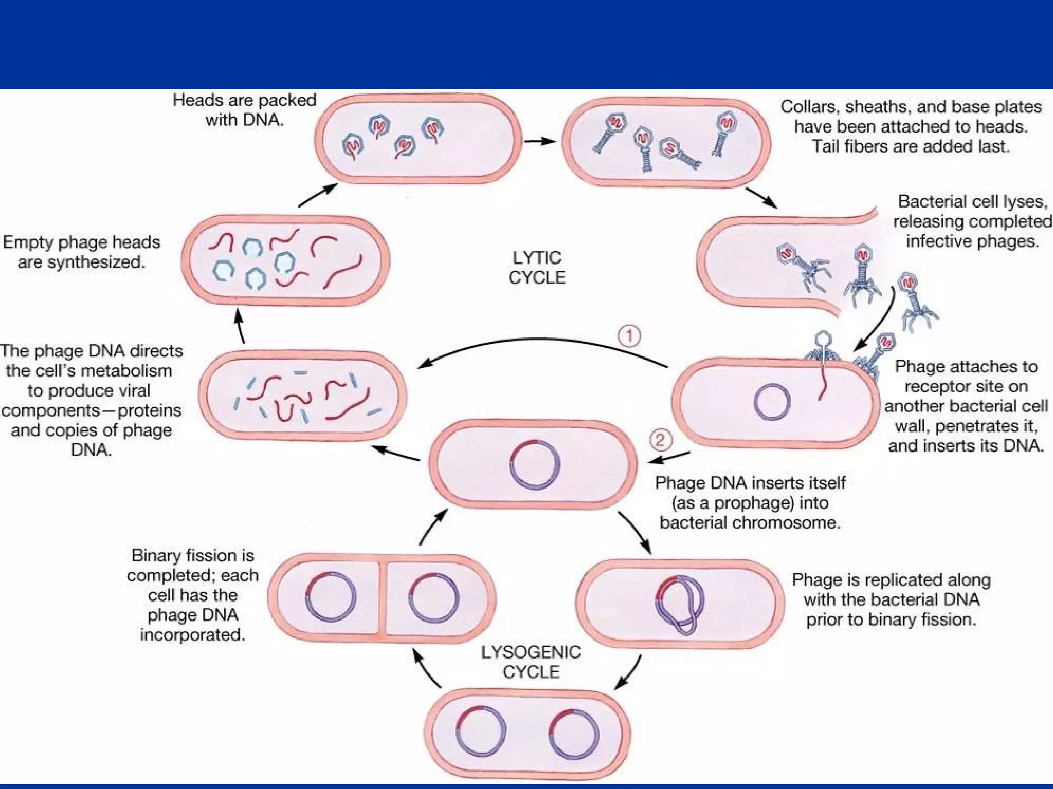 3 heredity and variation of bacteria | PPT