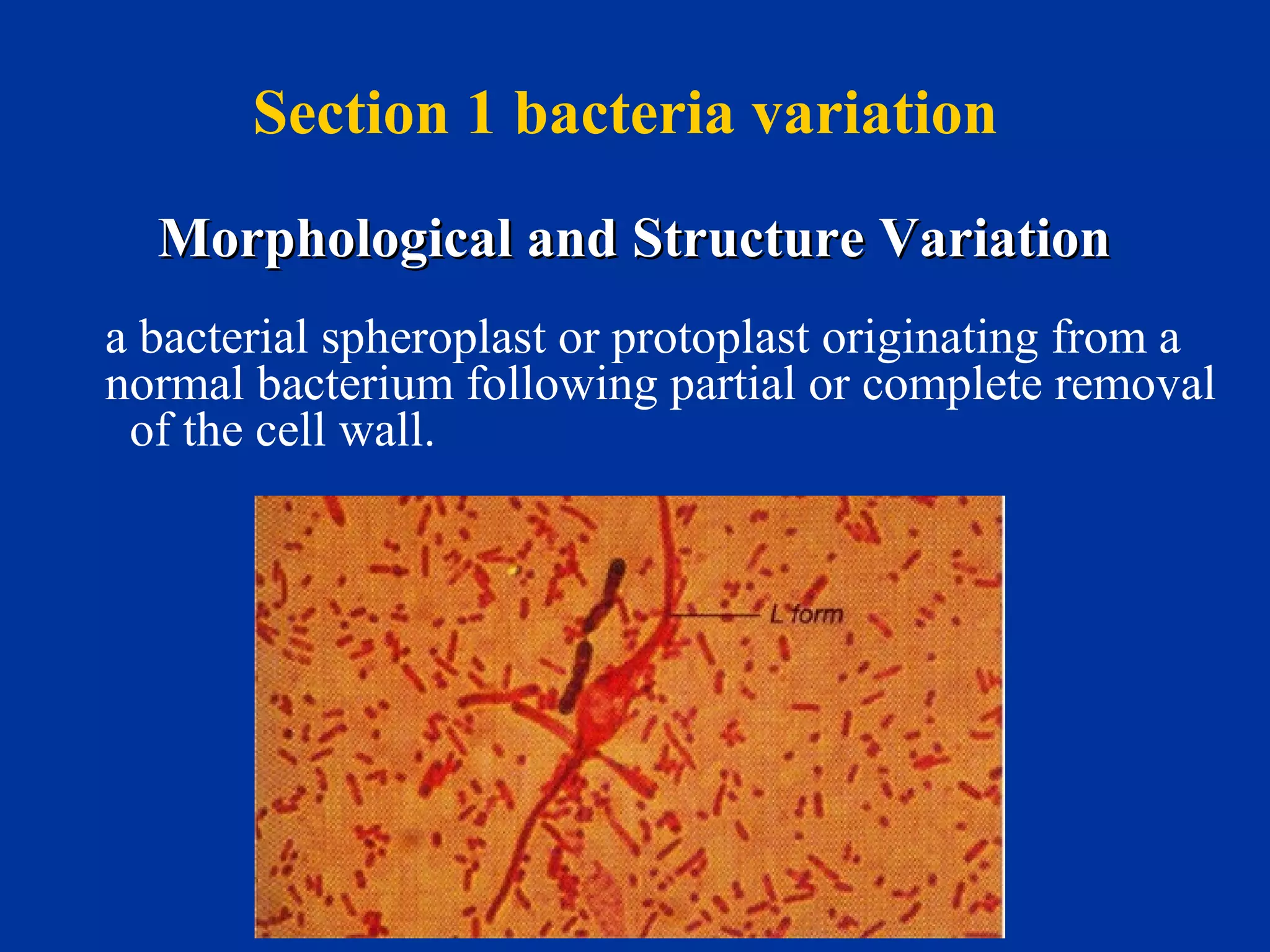 3 heredity and variation of bacteria | PPT