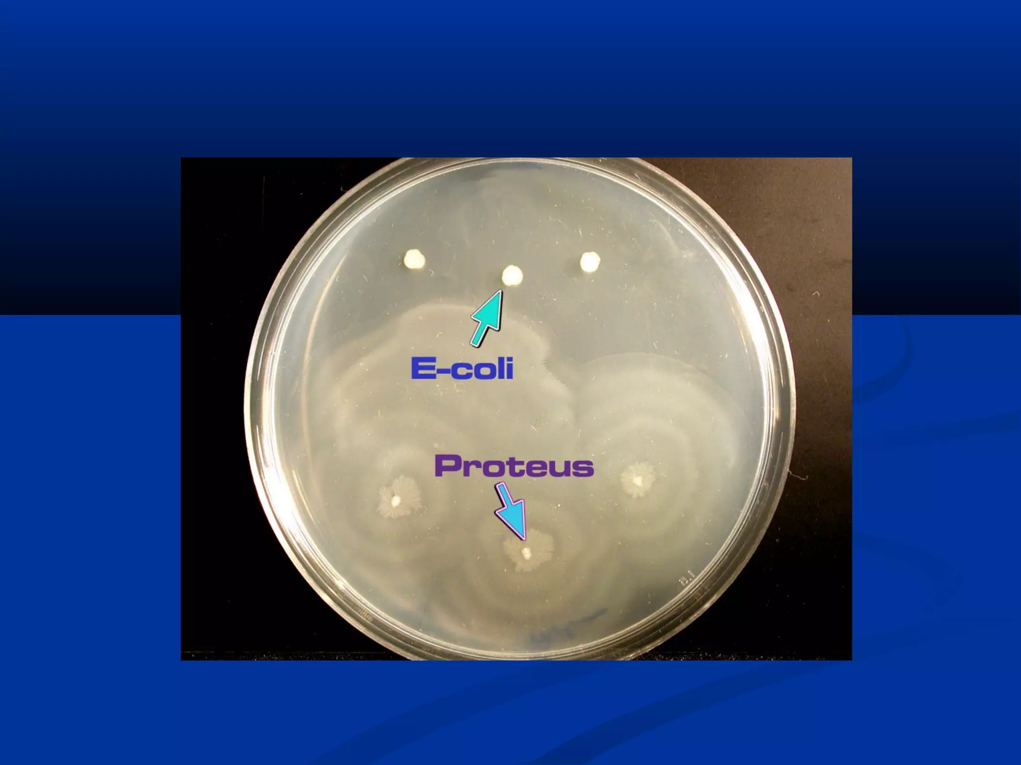 3 heredity and variation of bacteria | PPT