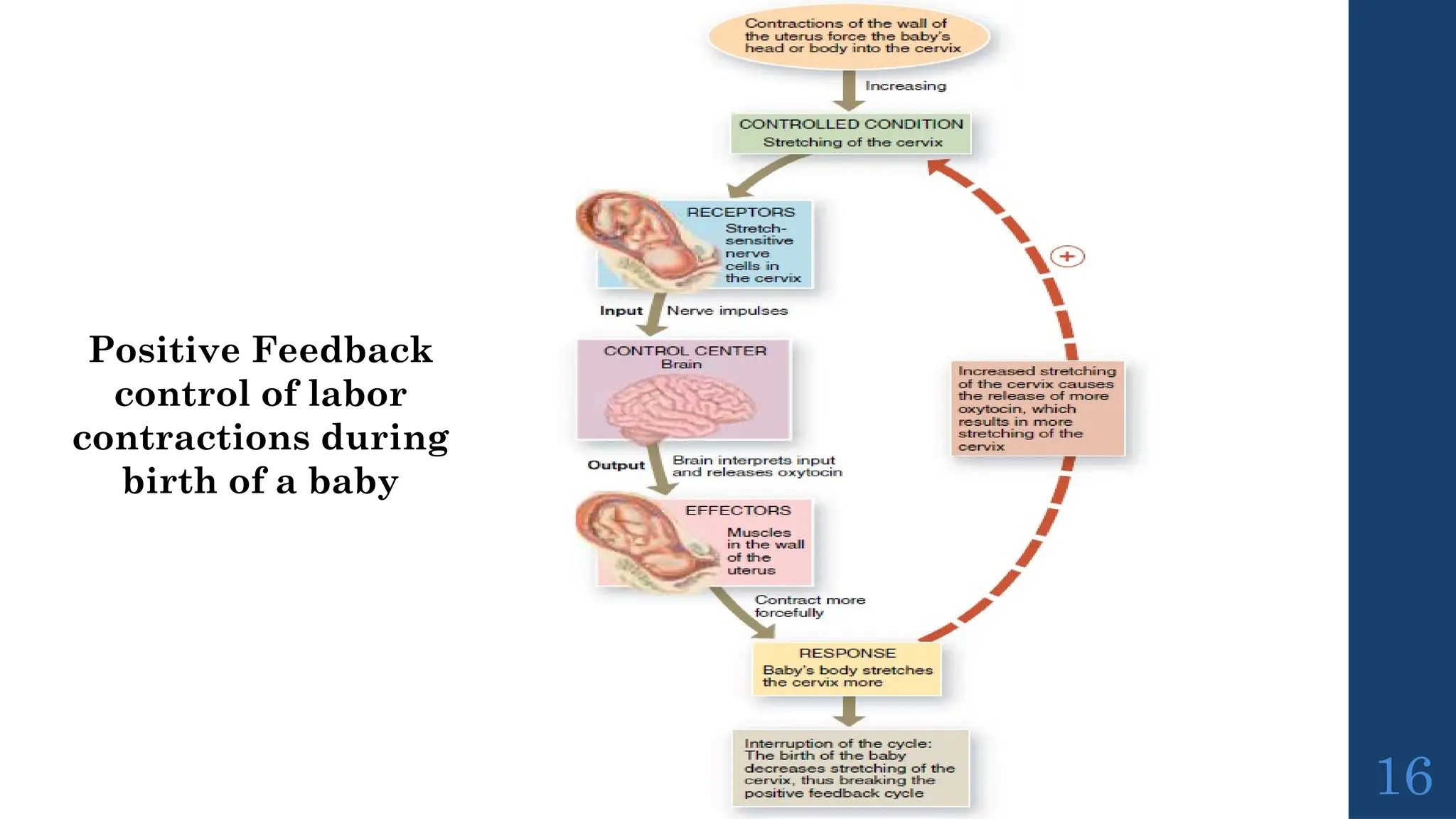 an introdcution to Homeostasis and general concepts | PPTX