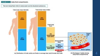 an introdcution to Homeostasis and general concepts | PPTX