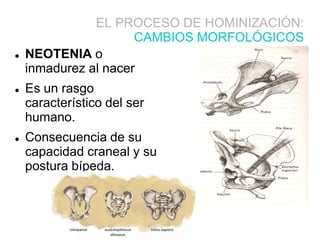 3 hominización | PDF