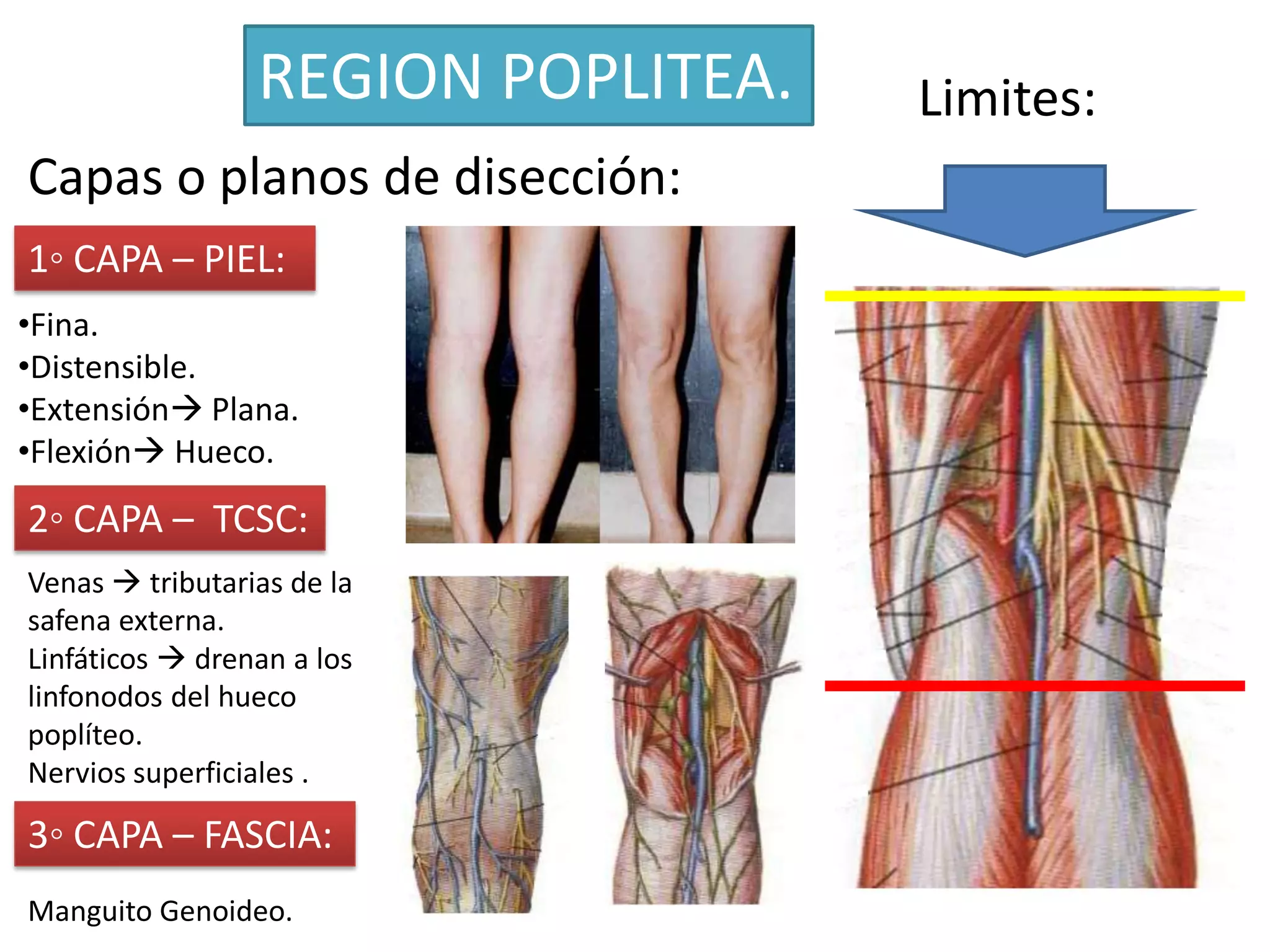 3. hueco popliteo y pierna | PDF