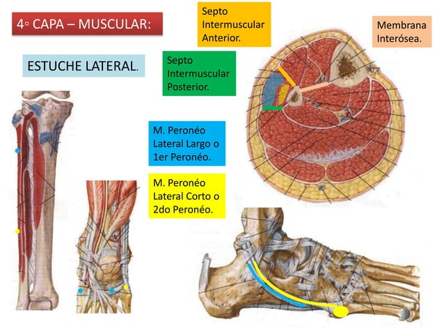 3. hueco popliteo y pierna