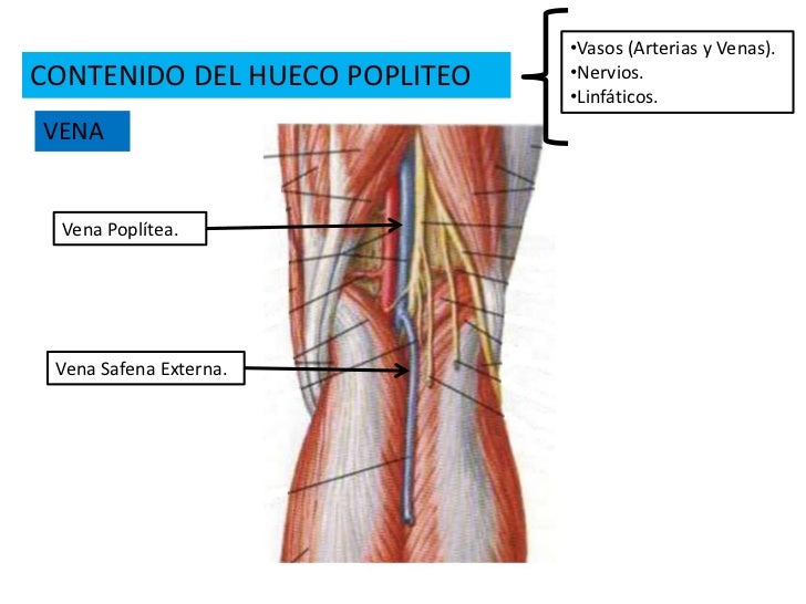 3. hueco popliteo y pierna