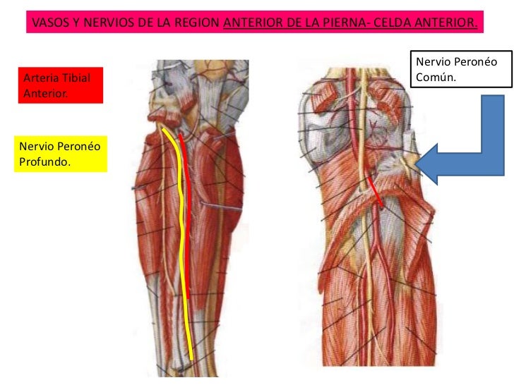 3. hueco popliteo y pierna