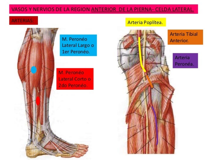 3. hueco popliteo y pierna
