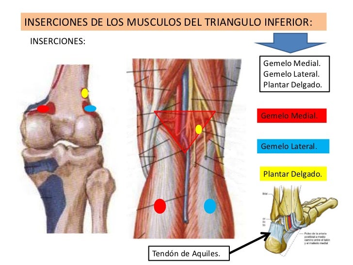 3. hueco popliteo y pierna