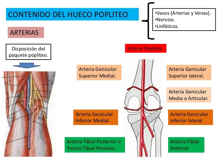 3. hueco popliteo y pierna