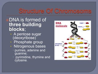 3- human 3 genetics without genetic counseling.ppt