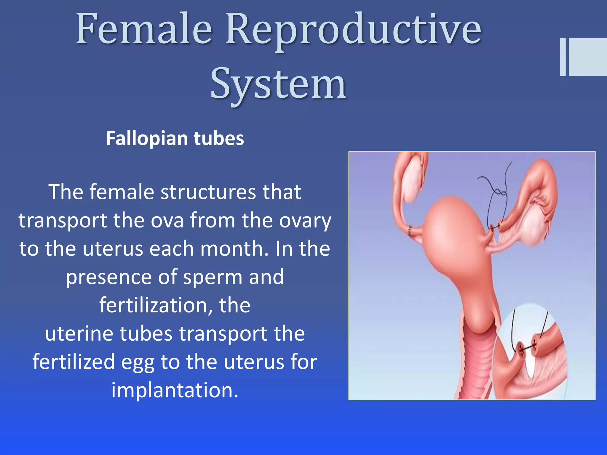 Human Reproductive System | PPT