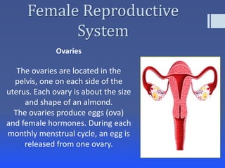Human Reproductive System | PPT