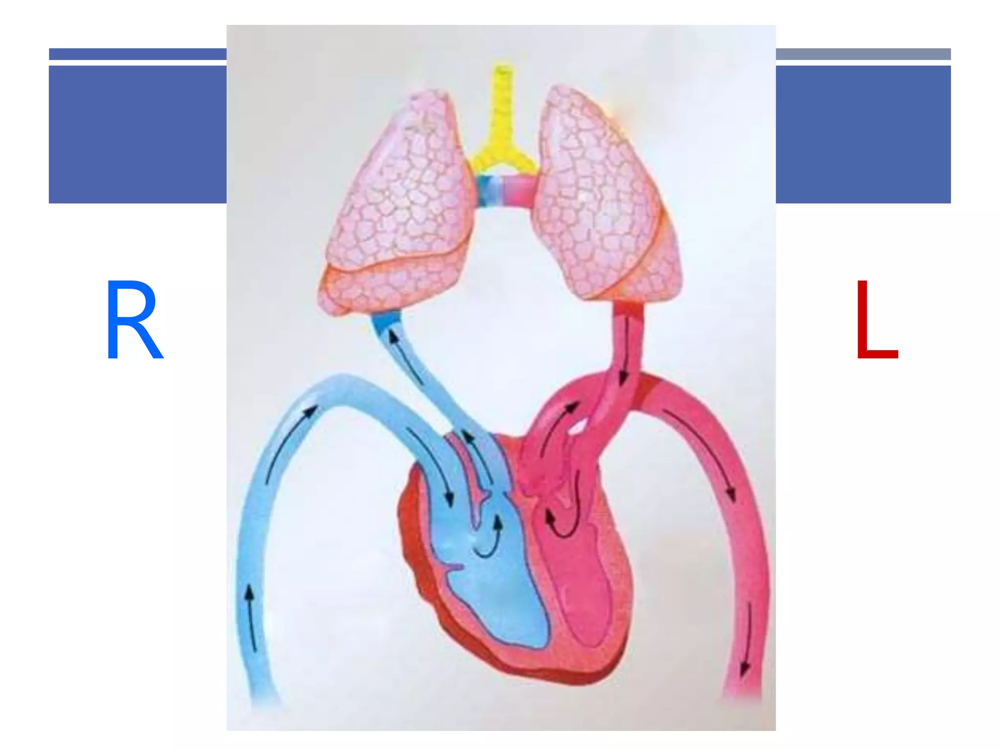 CVS pathology 3 - ischemic heart disease, angina and myocardial ...