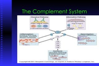 Functional organization of the Immune System | PPT