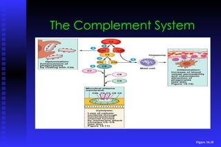 Functional organization of the Immune System | PPT