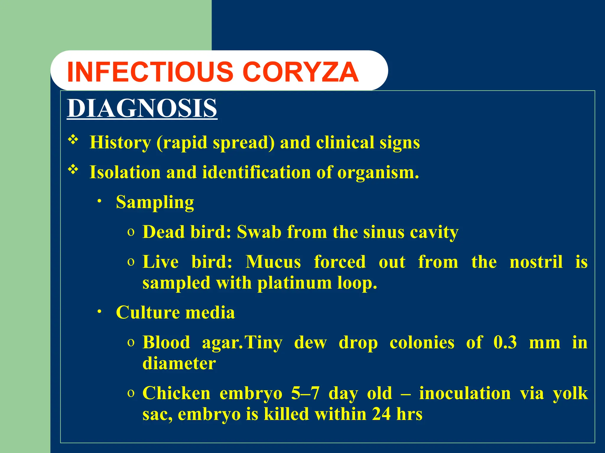 3-Infectious Coryza-disease-of-birds2017.ppt