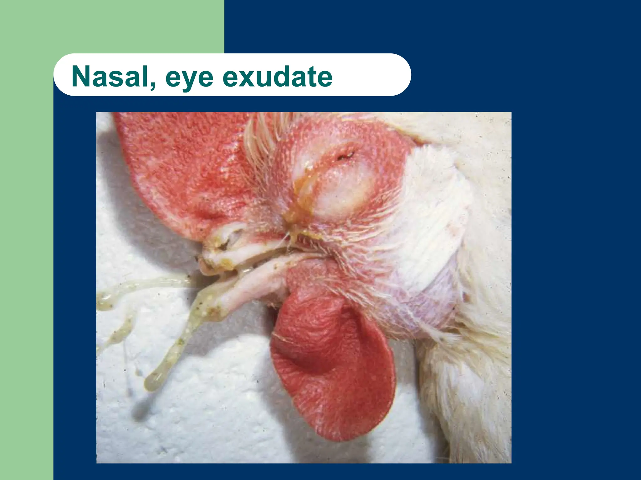 3-Infectious Coryza-disease-of-birds2017.ppt