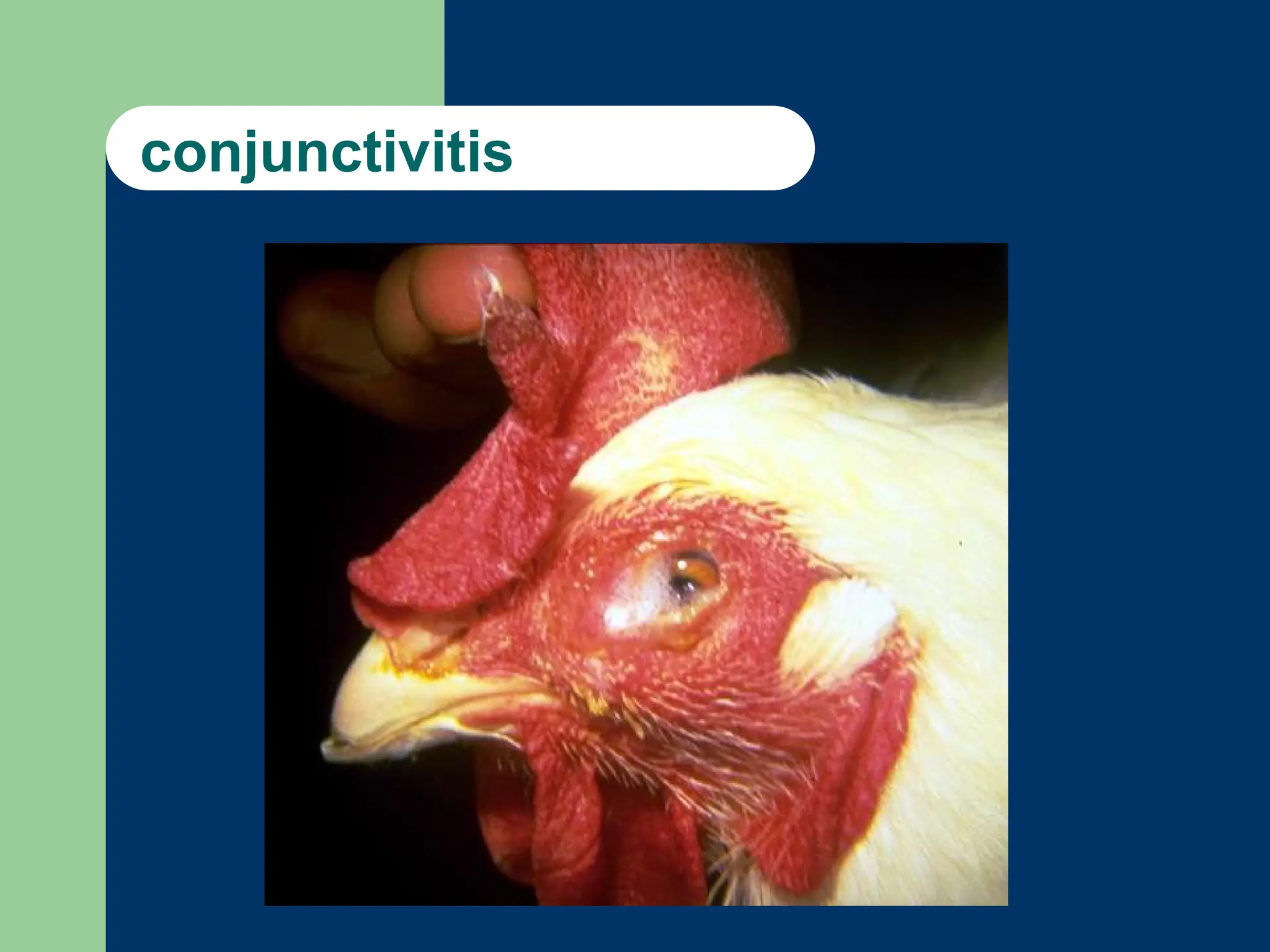 3-Infectious Coryza-disease-of-birds2017.ppt