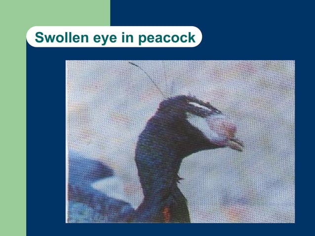 3-Infectious Coryza-disease-of-birds2017.ppt | Lung and Respiratory ...