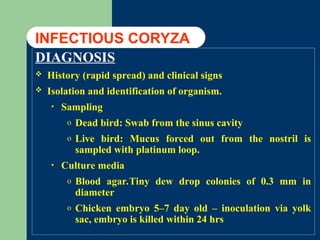 3-Infectious Coryza-disease-of-birds2017.ppt | Lung and Respiratory Health | Diseases and Conditions