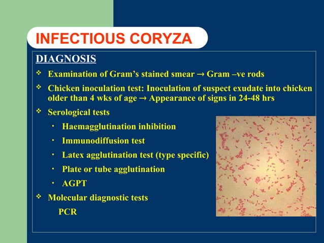 3-Infectious Coryza-disease-of-birds2017.ppt | Lung and Respiratory ...