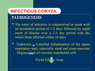 3-Infectious Coryza-disease-of-birds2017.ppt | Lung and Respiratory ...