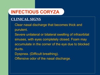 3-Infectious Coryza-disease-of-birds2017.ppt | Lung and Respiratory ...