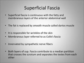 3-inguinal_canal.ppt