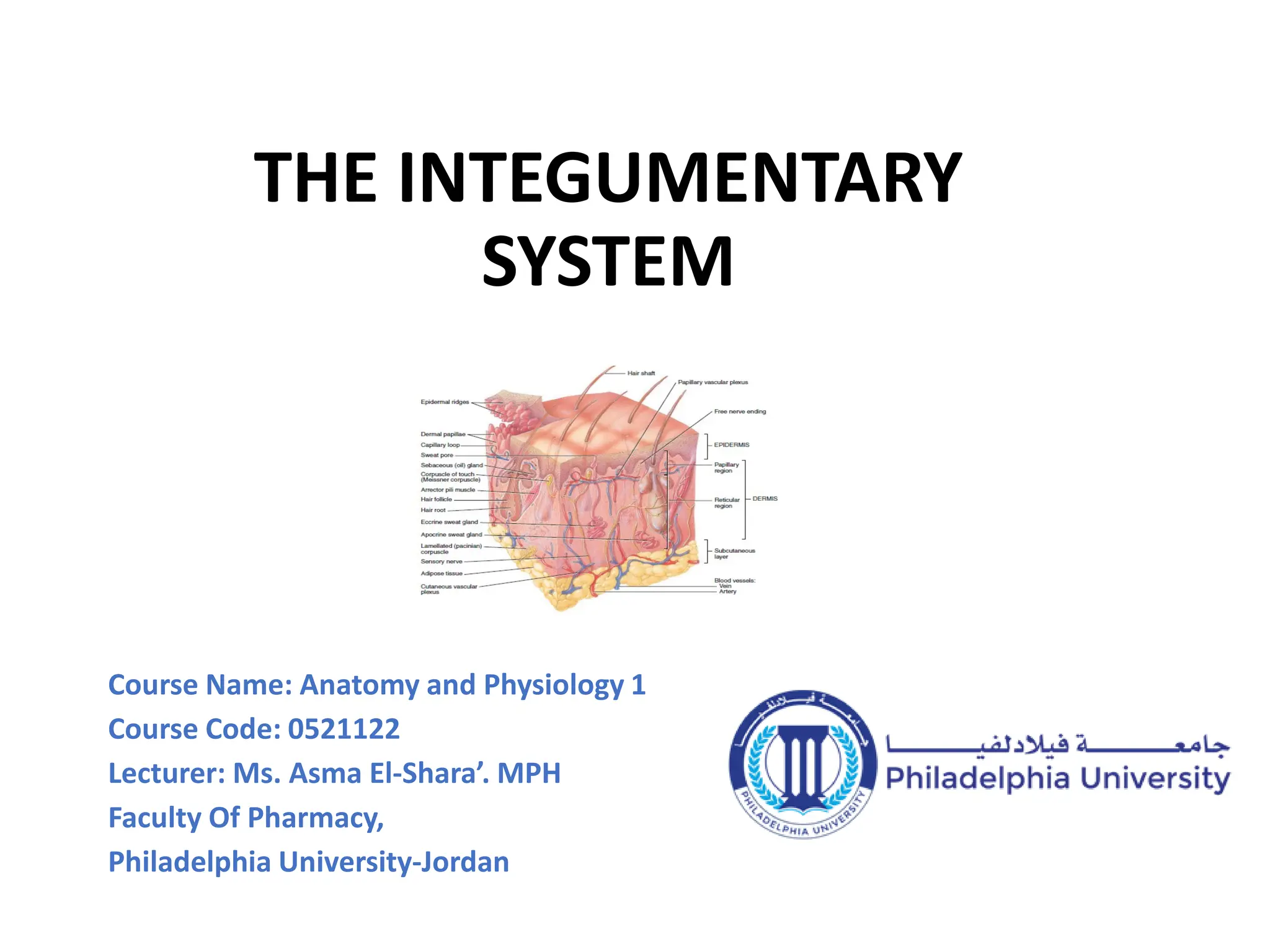 ANATOMY AND PHYSIOLOGY 3- INTEGUMENTARY system.pdf