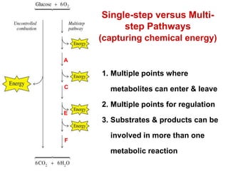 3 introduction to metabolism-pdf | PDF