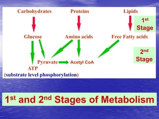 Stages Of Metabolism