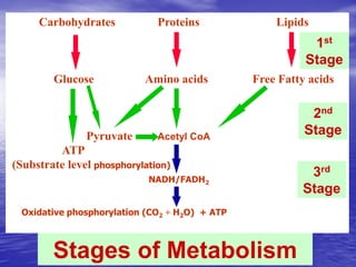 Stages Of Metabolism