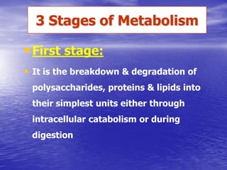 Stages Of Metabolism