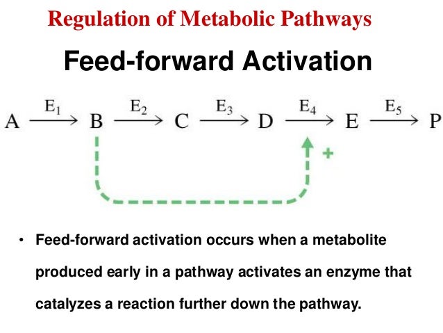 What Is Feed Forward Activation Of Enzymes With Example