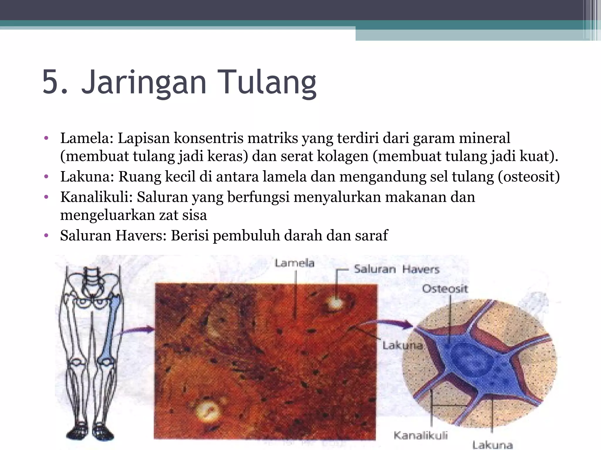 ppt jaringan hewan | PPT