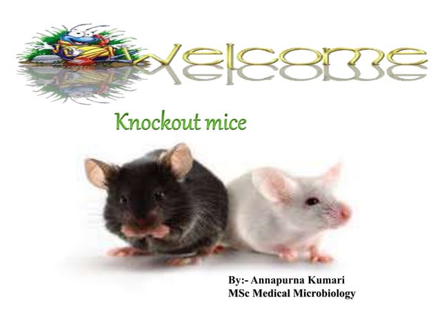 knockout mice by annapurna | PPT