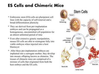 knockout mice by annapurna | PPT | Genetics | Science