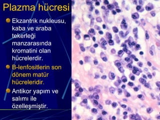 kronik iltihap (fazlası için www.tipfakultesi.org ) | PPT