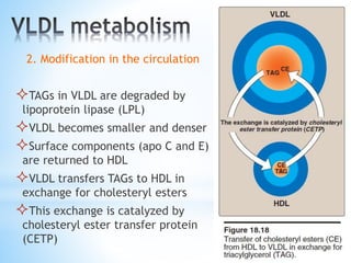 3- Lipoprotein Metabolism-2018.pptx