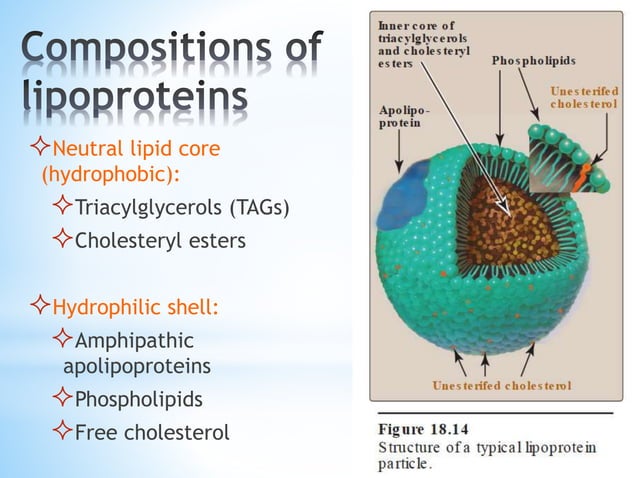 3- Lipoprotein Metabolism-2018.pptx