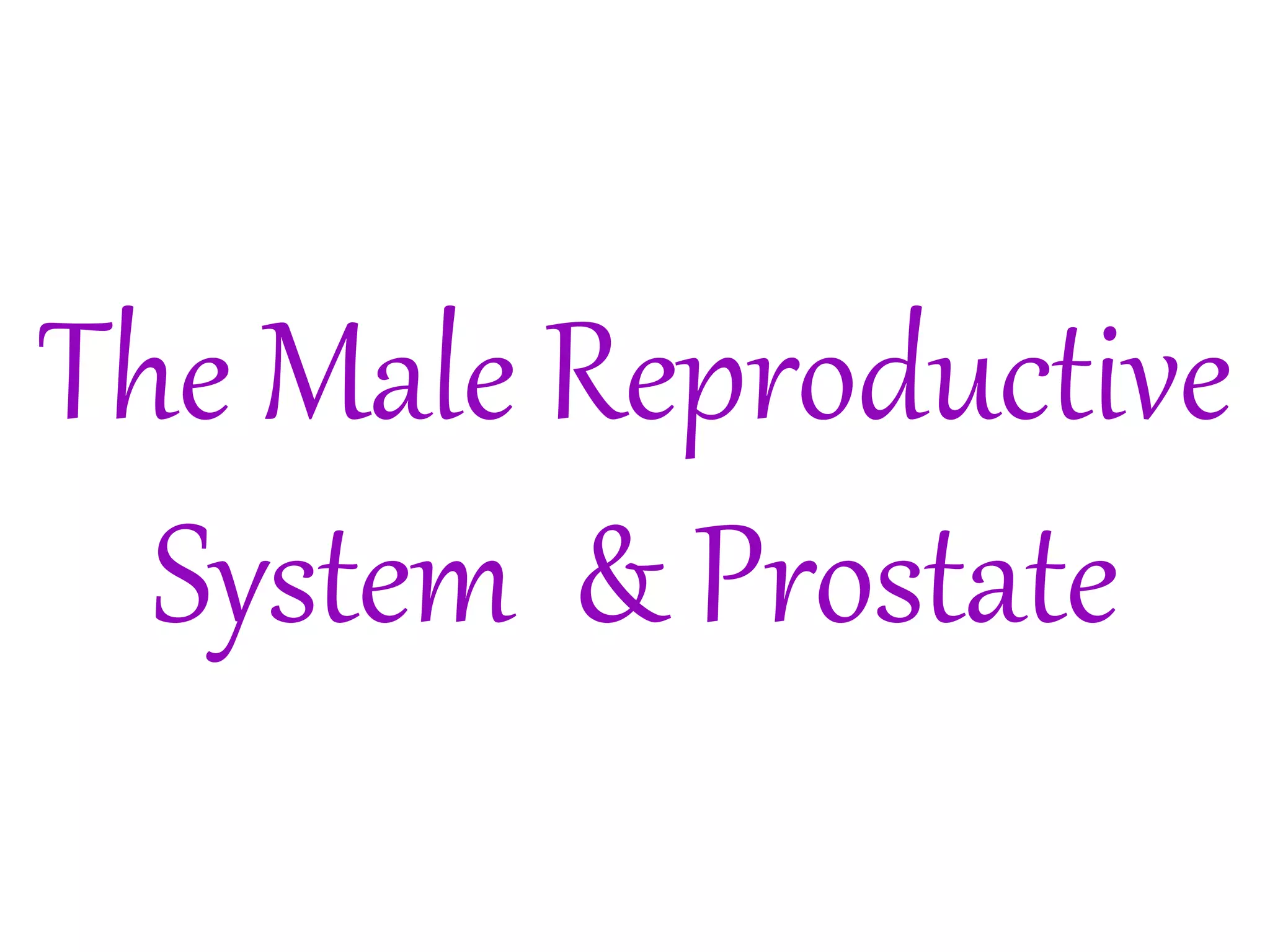 The Male Reproductive System & Prostate Pathology | PPTX