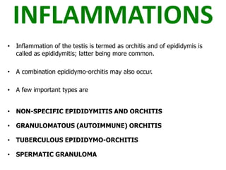 The Male Reproductive System & Prostate Pathology | PPTX